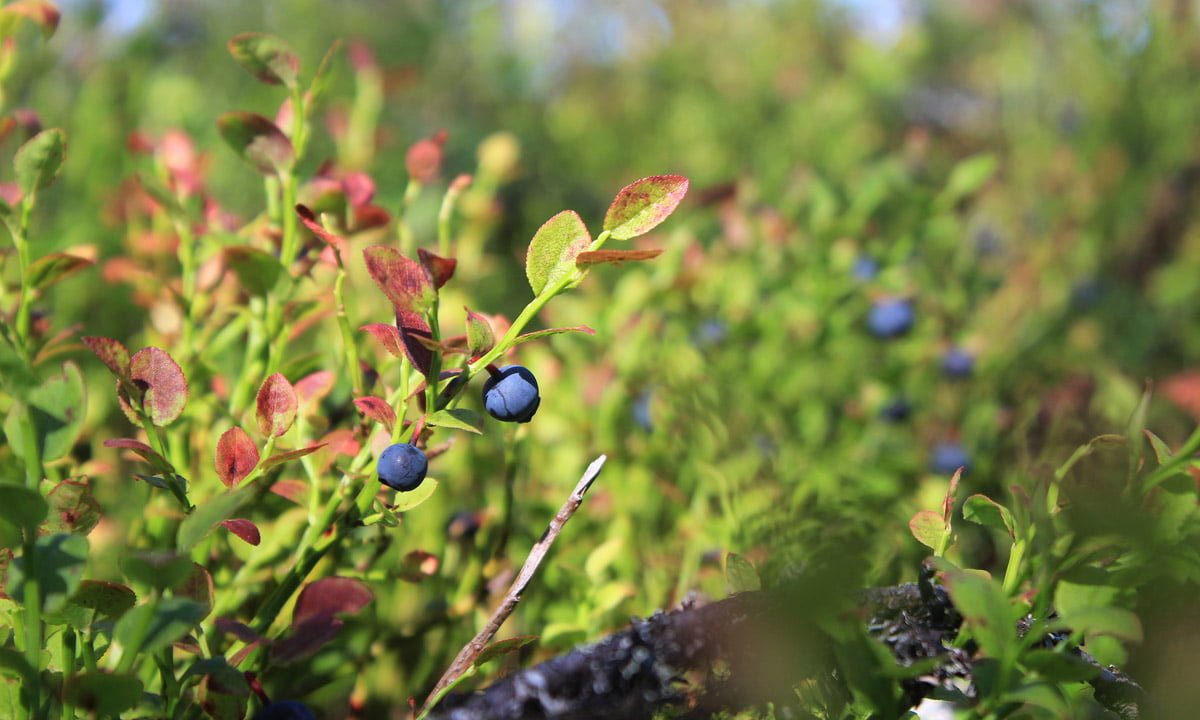 Things to Do in Finland in Summer - Arimo Travels